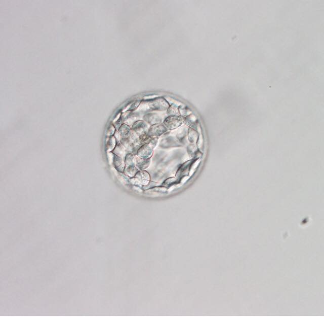 Breathe Gently - by Mamajags: Our Infertility Timeline