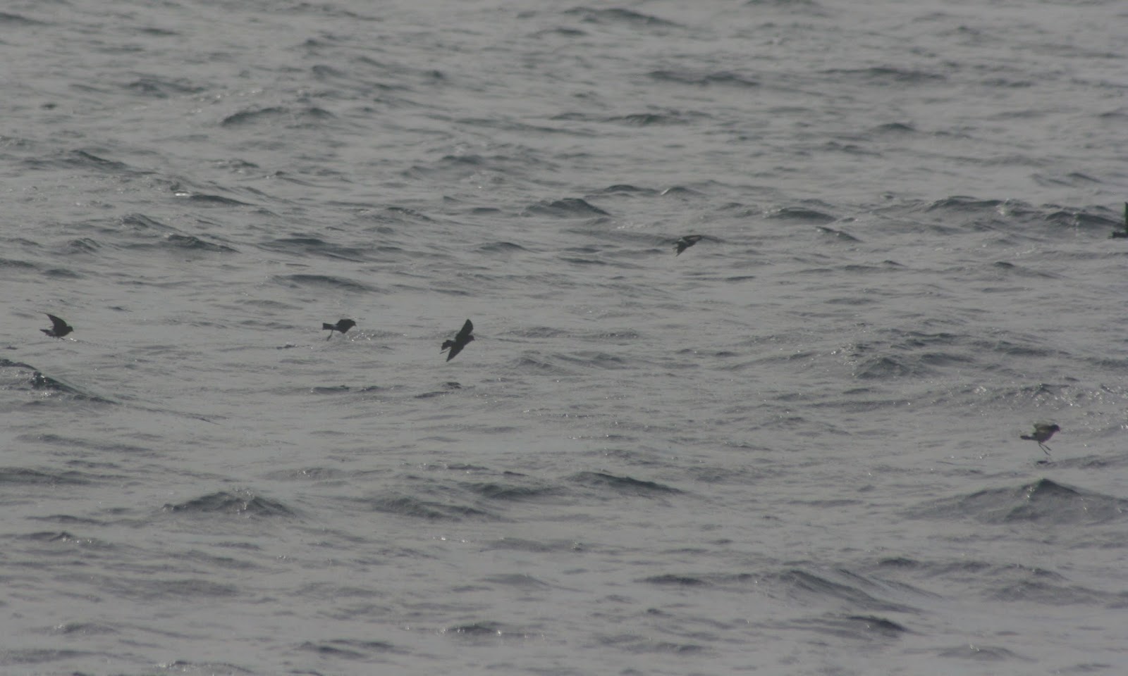 Look! A Seagull: Hydrographer Canyon: Pelagic Report