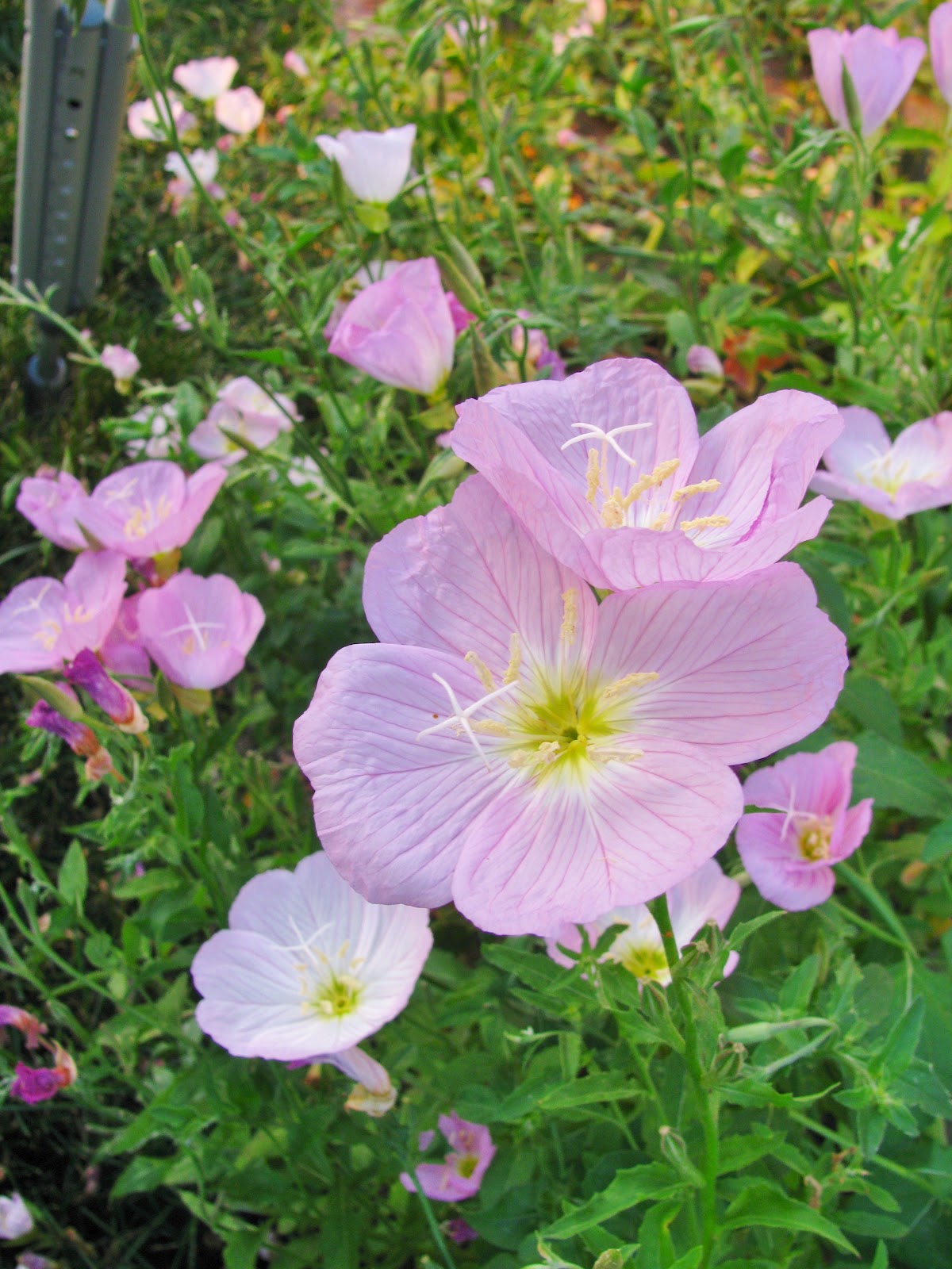 Life In Robin's Nest: The Garden Grows