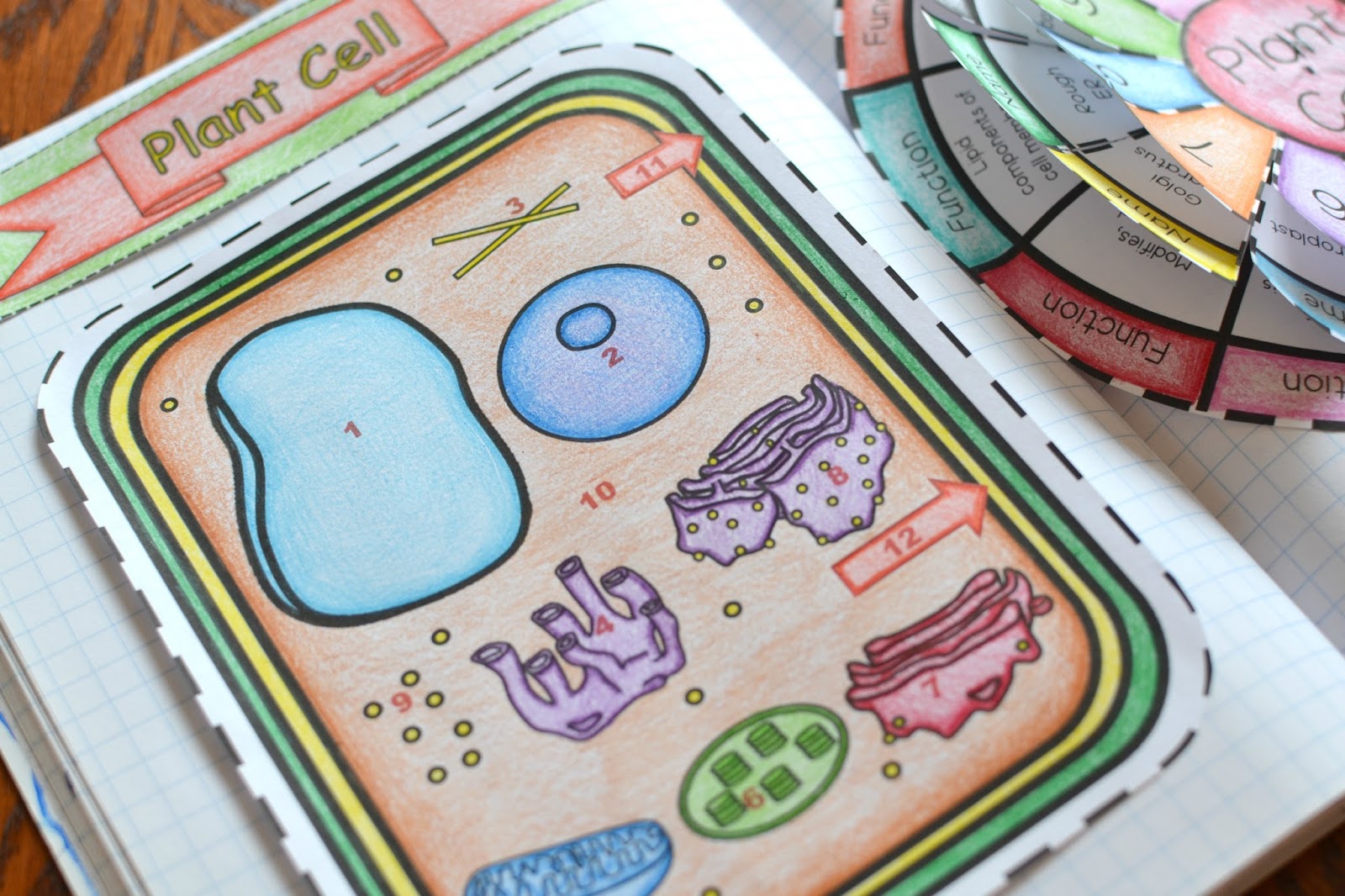 Math in Demand: Animal and Plant Cell Foldables