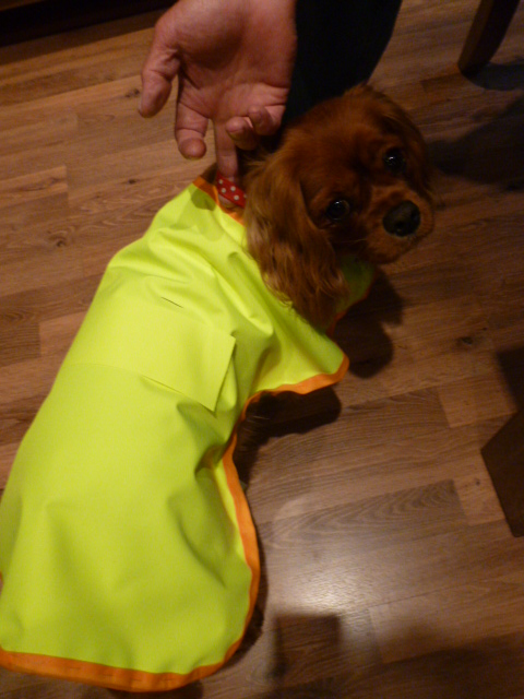 Soggibottom: Free dog coat pattern from Soggibottom. Fit for a Cavalier.