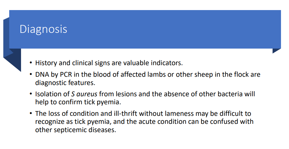 Tick Pyemia of Lambs