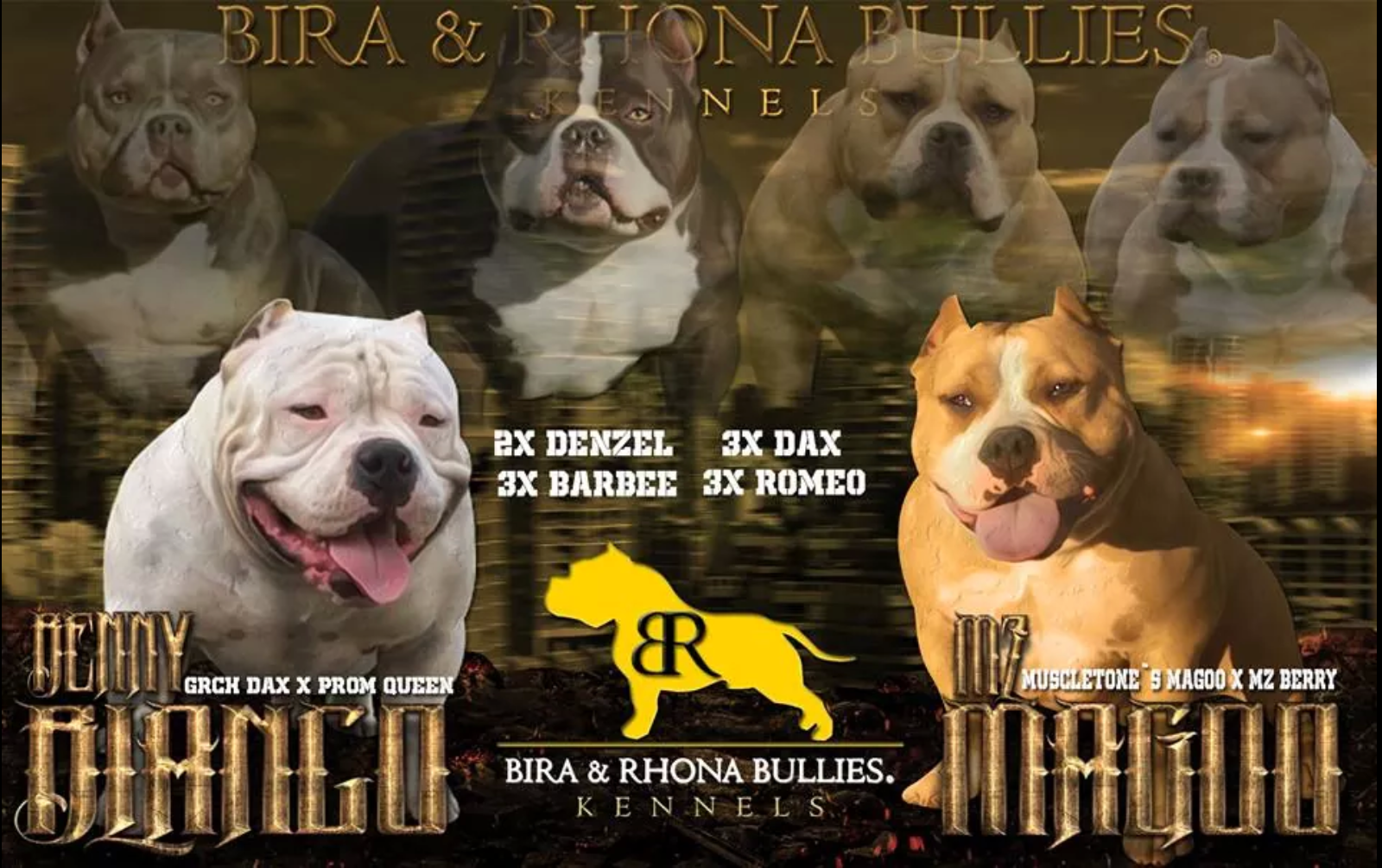 American Bully: Benny Blanco xXx Mz. Magoo