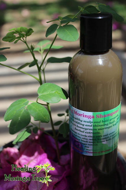 Healing Moringa Tree: Moringa Shampoo and Conditioner!