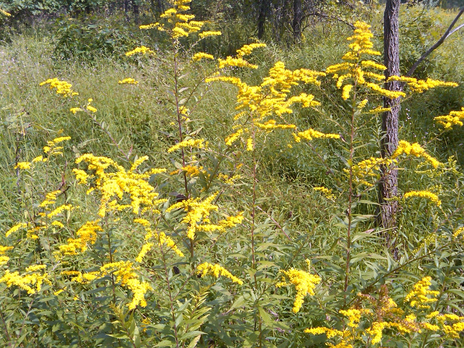 Backyard Birding...And Beyond: A Walk Among the Autumn Weeds