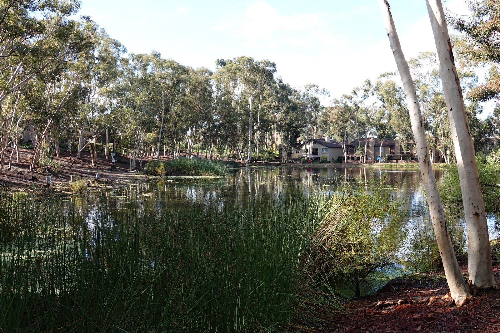 Looking for Ponds: San Diego Hendrix Pond