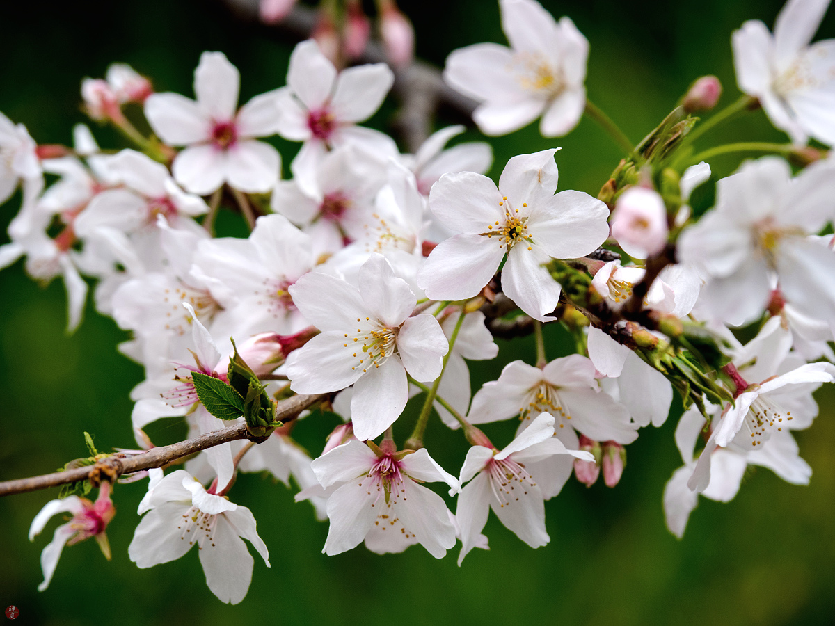 FROM THE GARDEN OF ZEN: Sakura (Japanese flowering cherry) blossoms ...