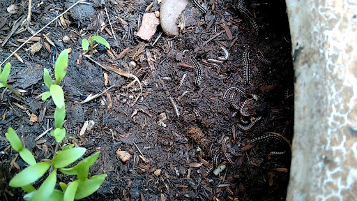 Vantagens da Gongocompostagem