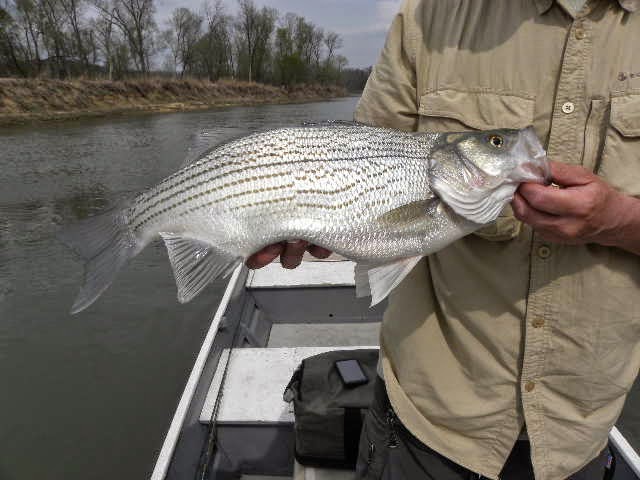 Plateau Journal: Consarnit! Them Fish are Bitin'!