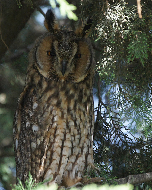 Pasión por las aves: Búho chico.(Asio otus)