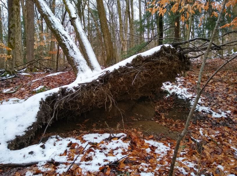 The Woodsman's Journal Online: Fallen Trees, an Emergency Shelter