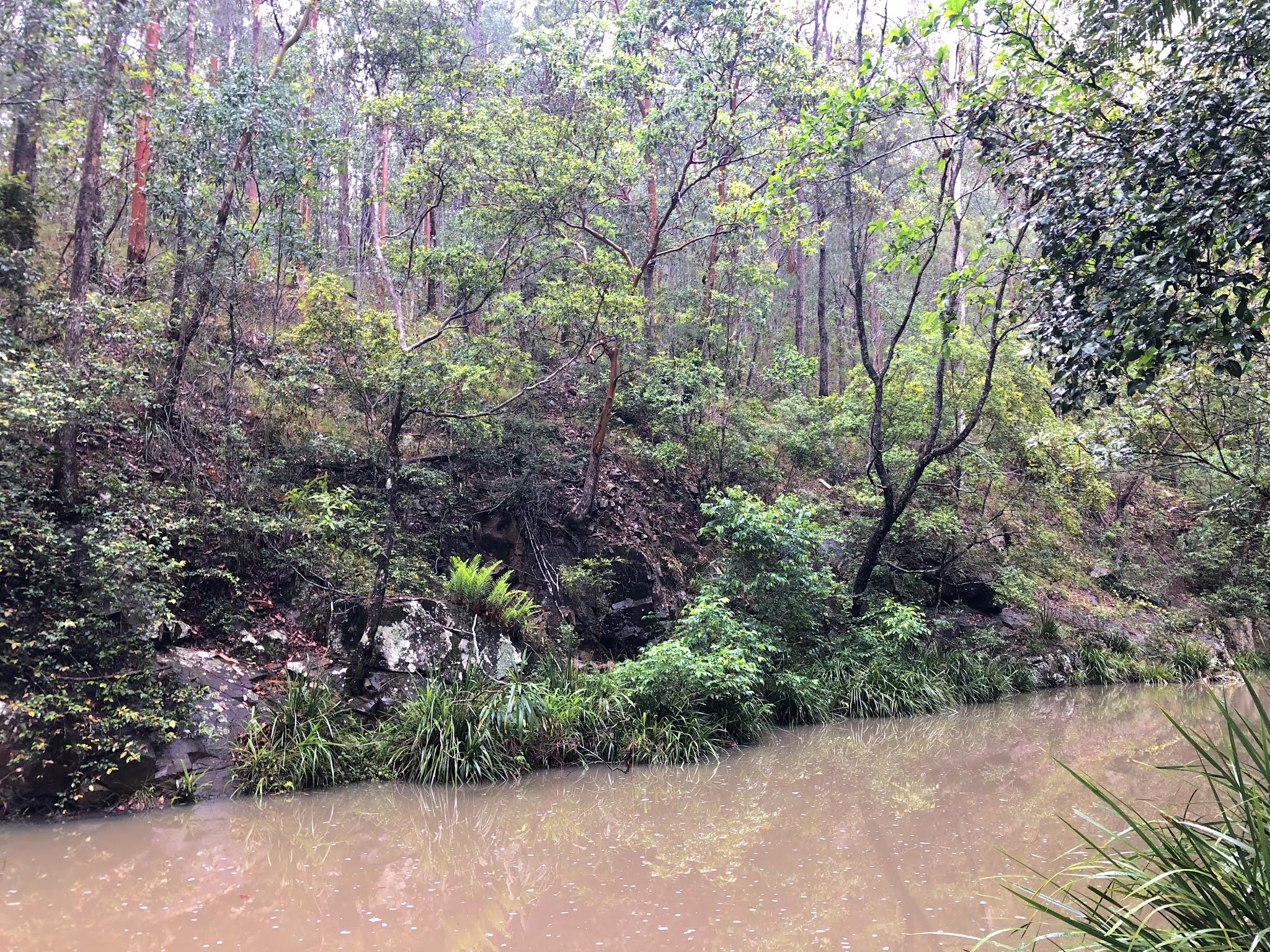 Walking with Friends Down Under: Lower Beechmont Conservation Park