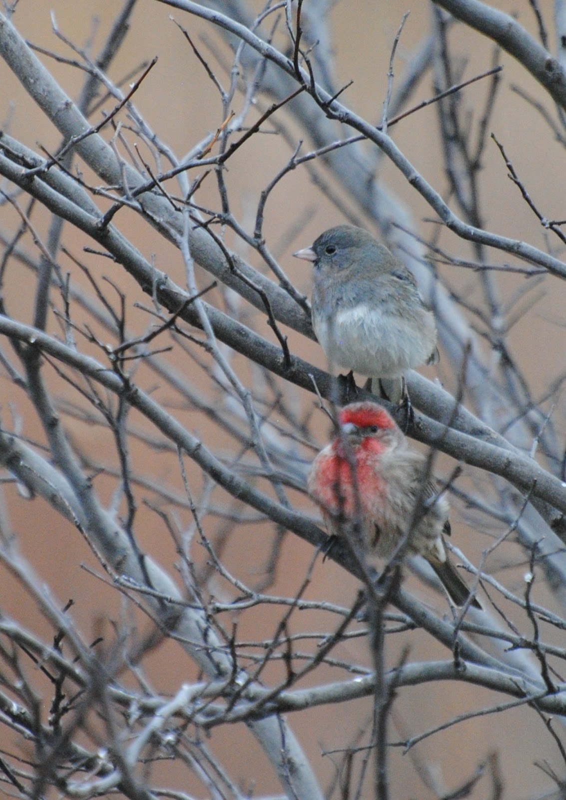 the Grabers: January birds
