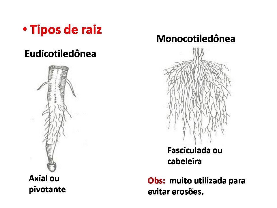 Biologia: Raiz