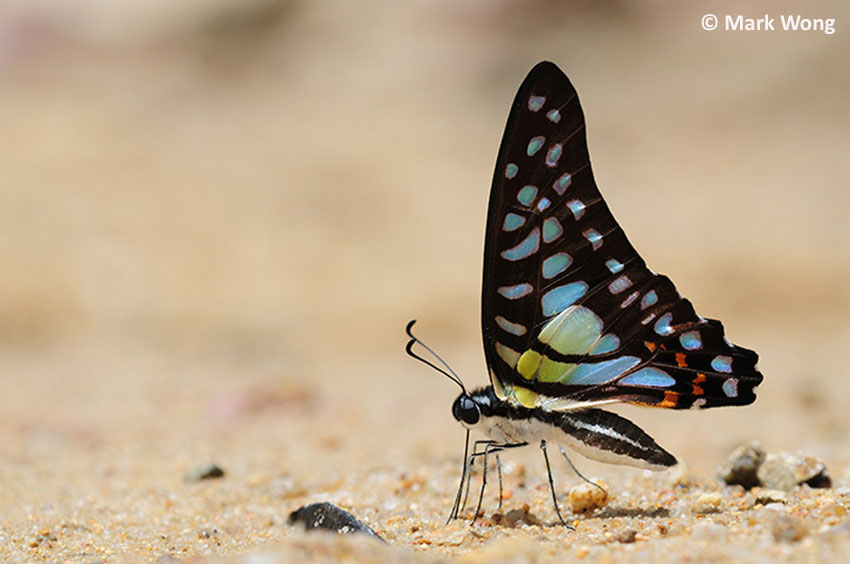 Butterflies of Singapore: The Singapore Jays