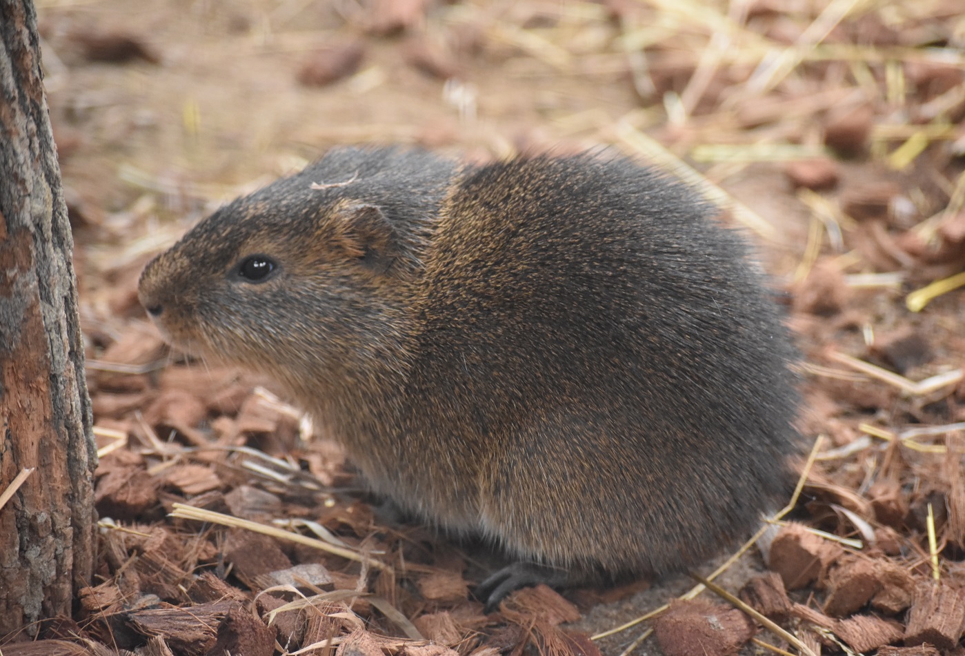 ZOOTOGRAFIANDO (6.100 ANIMALS): CUIS / BRAZILIAN GUINEA PIG (Cavia aperea)