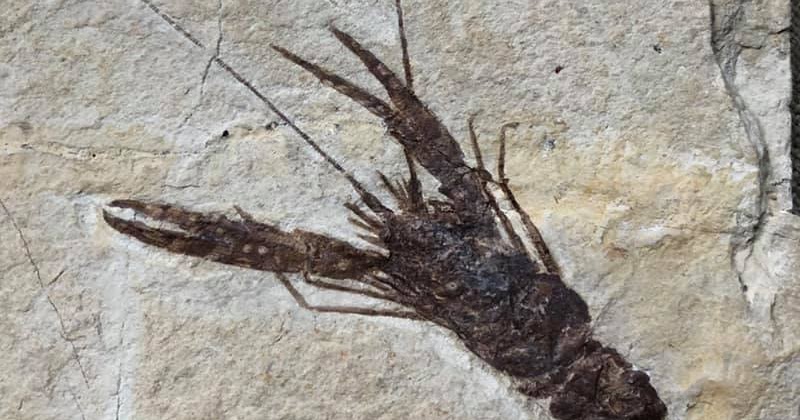 FOSSIL HUNTRESS: HOMARUS KARELSNSIS: LOBSTER FROM LEBANON
