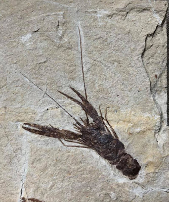 FOSSIL HUNTRESS: HOMARUS KARELSNSIS: LOBSTER FROM LEBANON