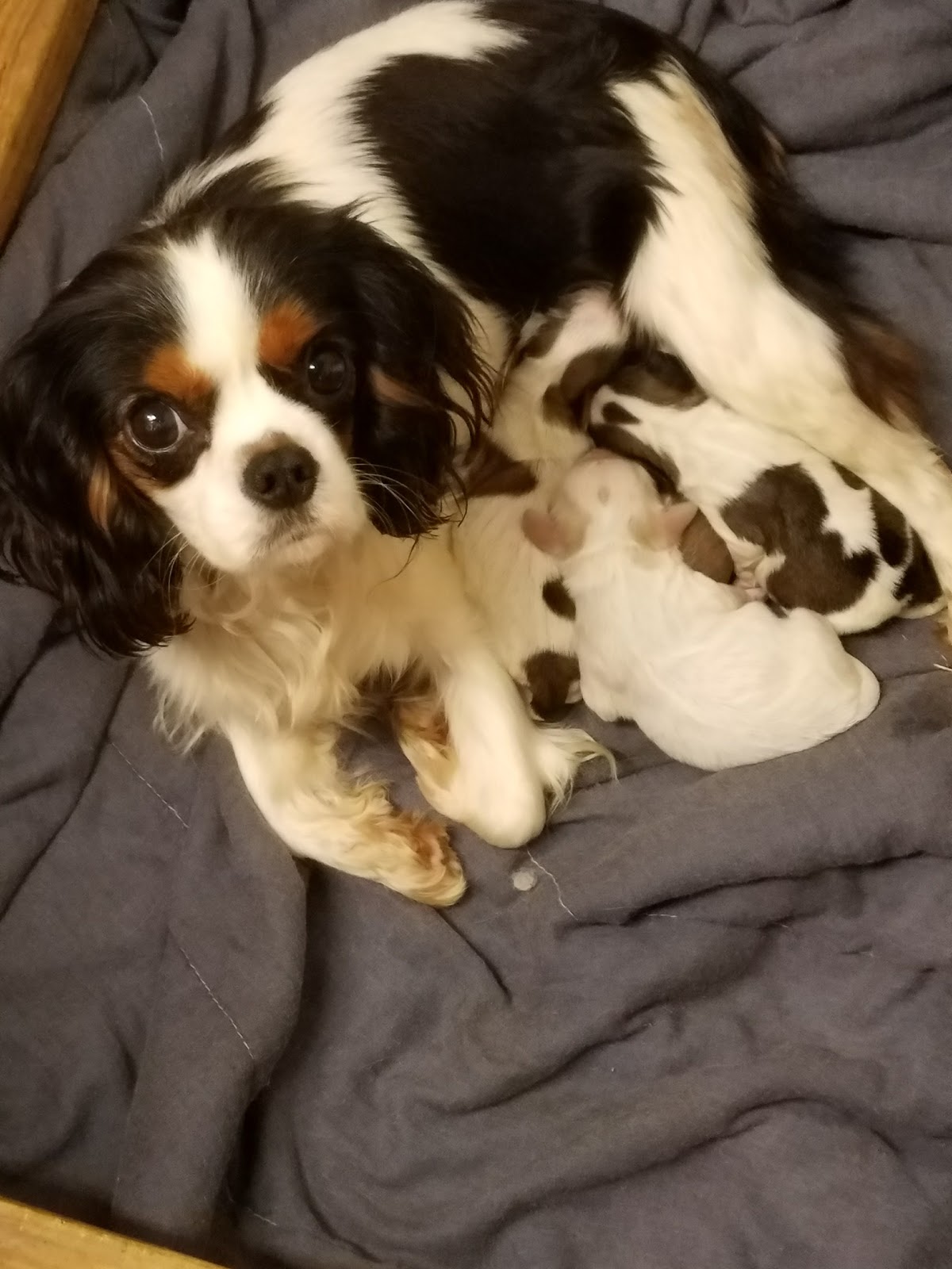 Southern Royalty Pet Designers: Cavaton puppies born 5/8/2017