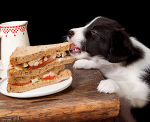 It's a Dog's World: How To Stop Your Dog From Snatching Food