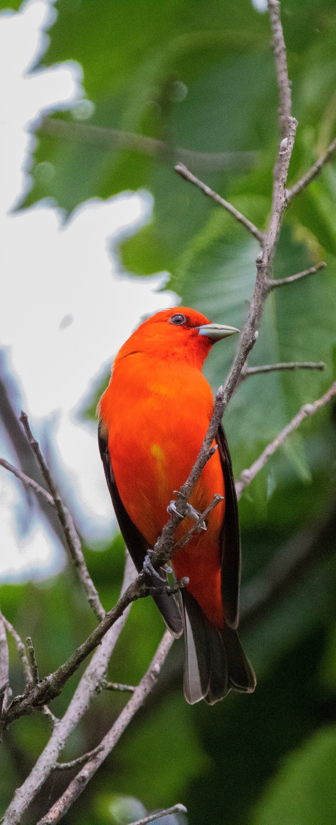 Beautiful scarlet tanager - About Wild Animals