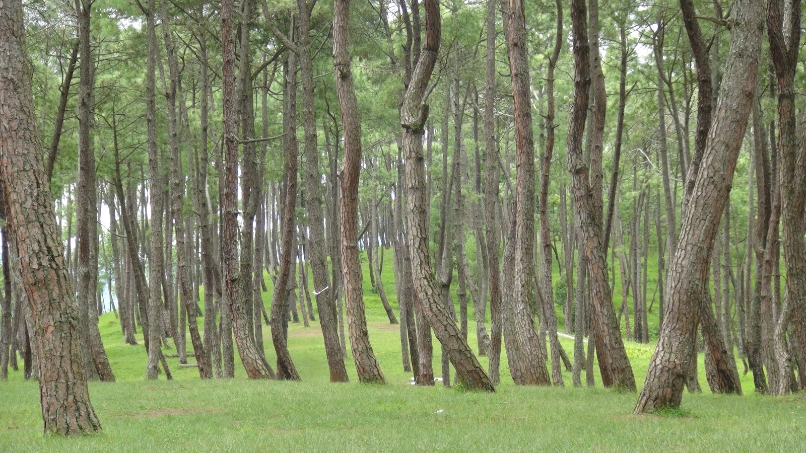 Amazing Place| Hattiban, Pharping | Way to Champadevi Temple
