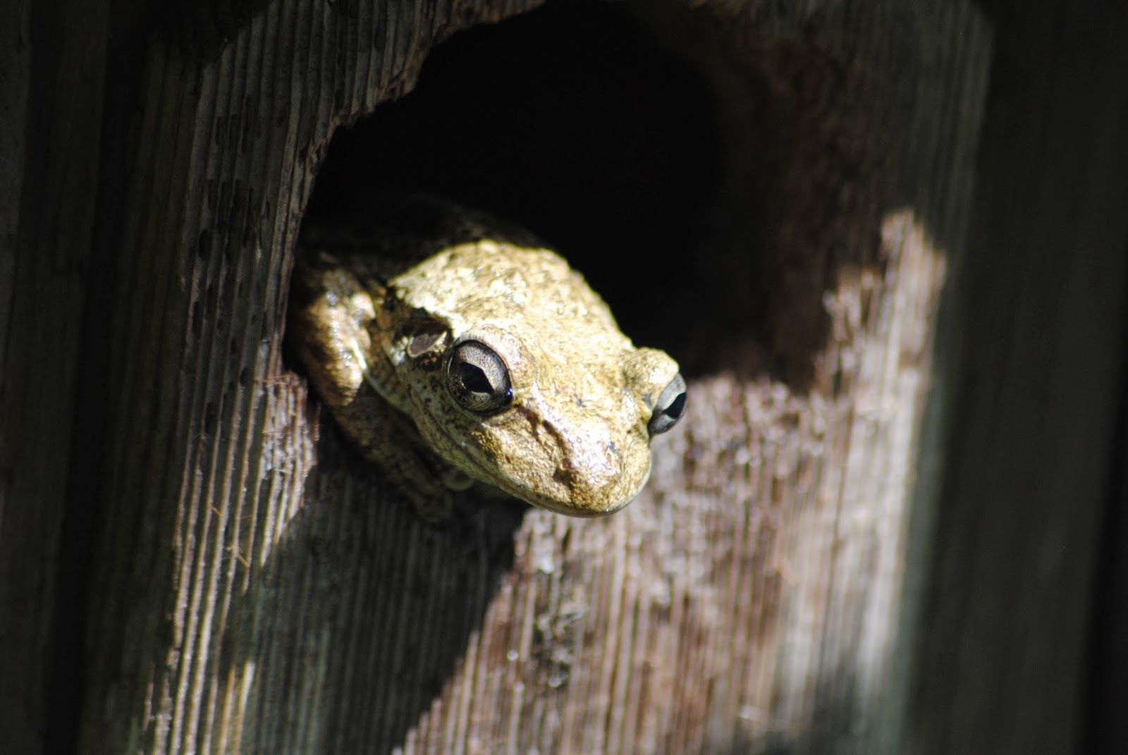 Field Notes and Photos: Cubans invade Florida, Tree Frogs, that is!
