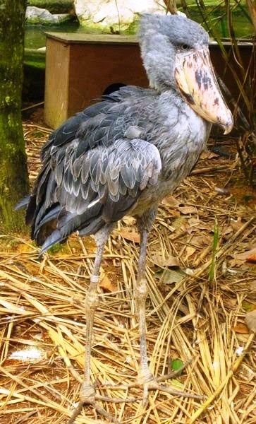 SHOEBILL photos - wallpapers (ανανεωμένο) | the fun bank