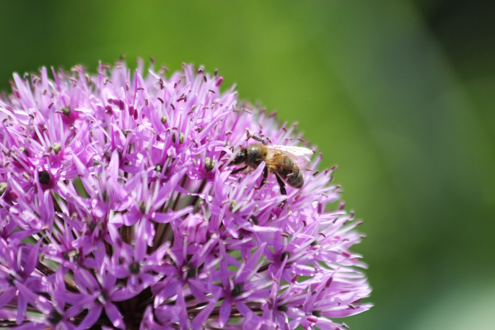 Nature-beauty: Bee with union flower