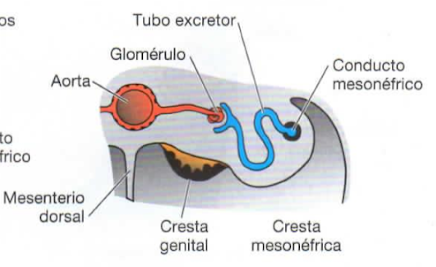 Embriología Ginecológica