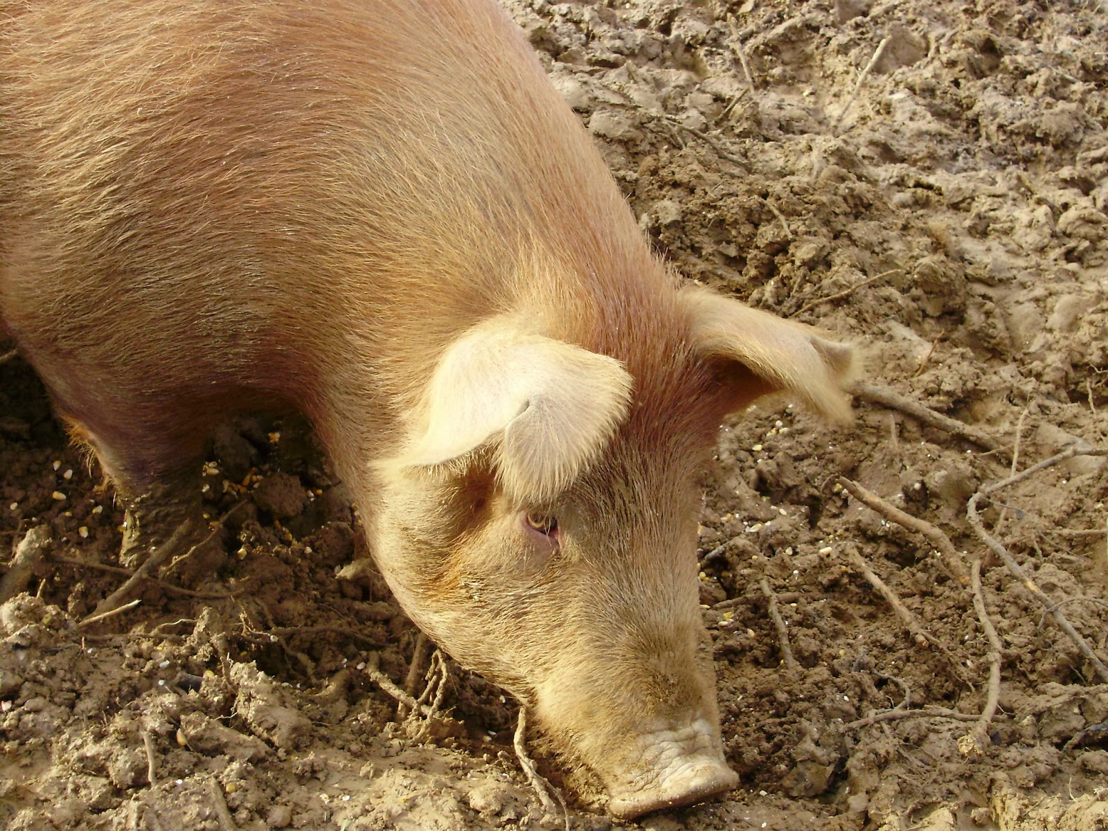 Ohiofarmgirl's Adventures In The Good Land: Life Without Pigs