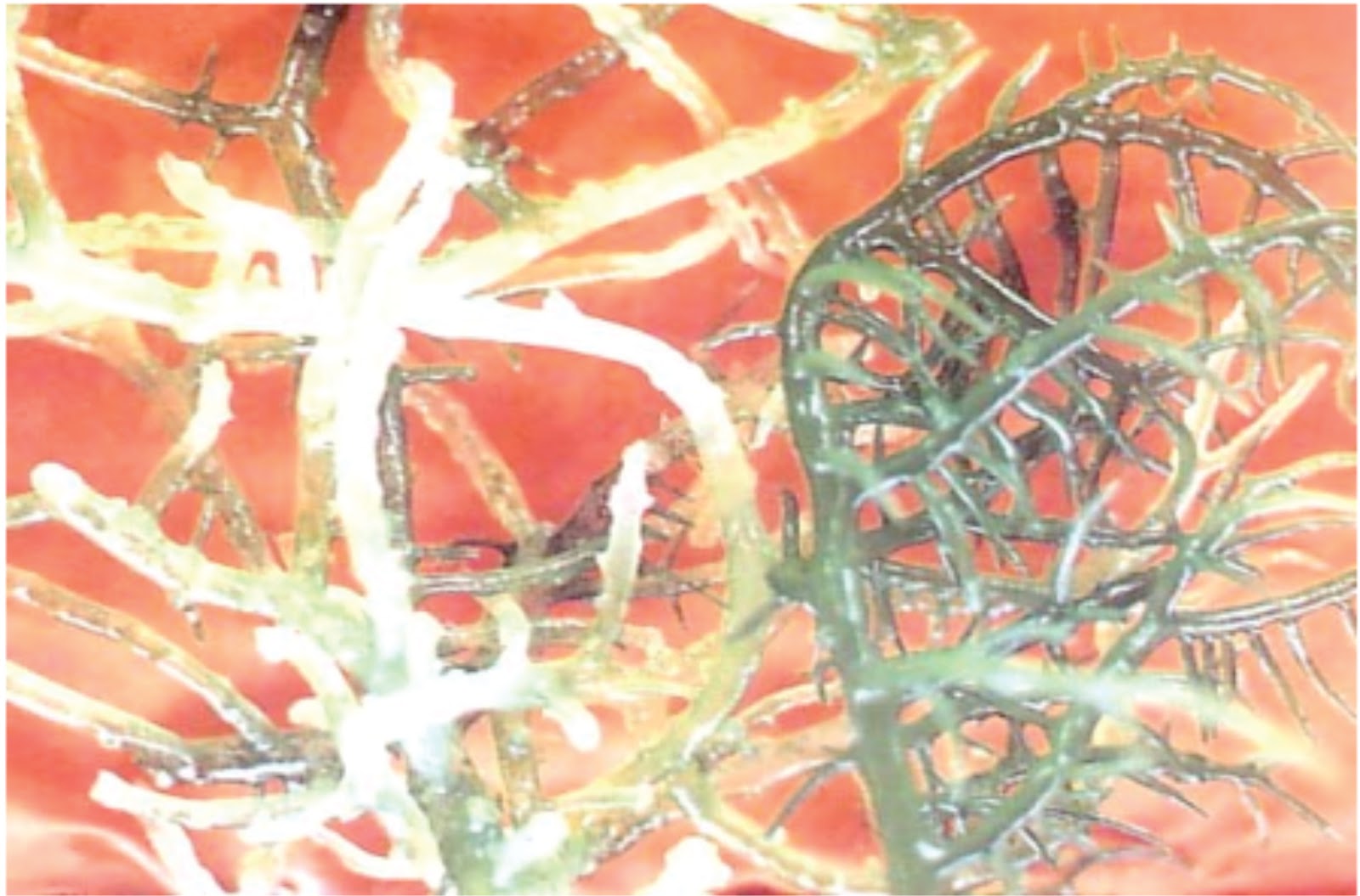 Penyakit Bakterial Ikan : Ice - Ice Pada Rumput Laut - Lalaukan