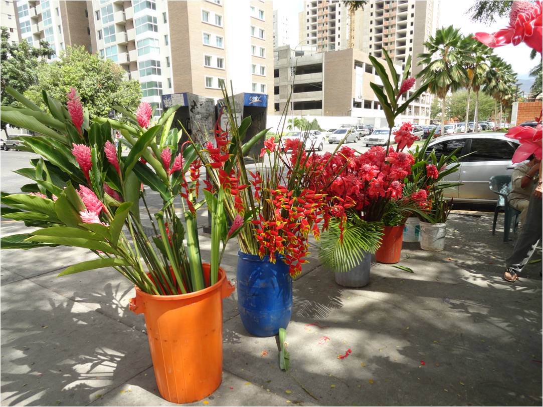 La Doctora De Las Plantas: Flores de plantas exóticas en la ciudad ...
