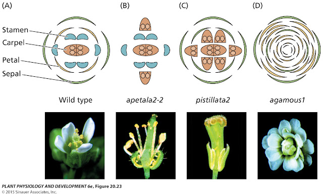 LET'S LEARN PLANTS: Regulation of Floral Development (Part I)