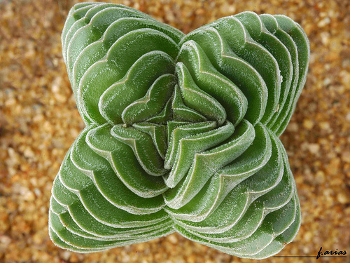 ¡MENUDO ARTE! : SIMETRÍA