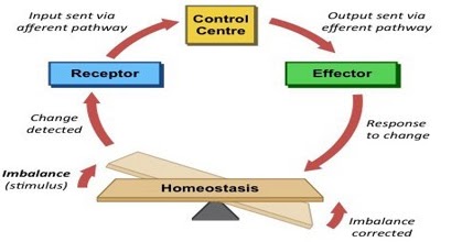 Human Anatomy and Physiology (Theory): Homeostasis