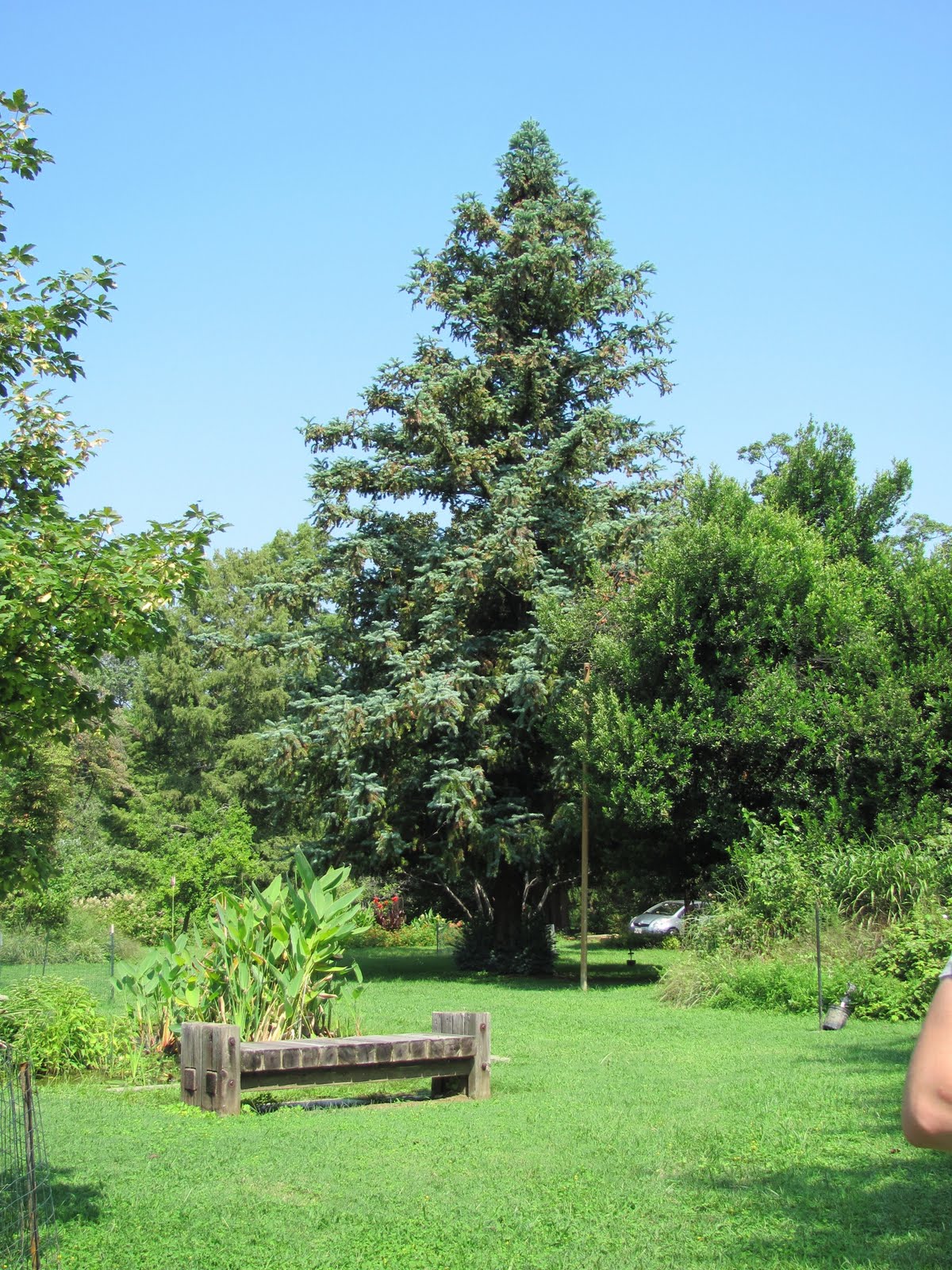 planted cloud: Cunninghamia lanceolata