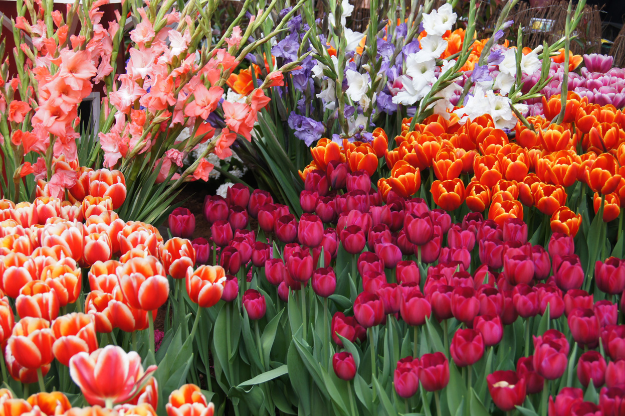 NixPages: MELBOURNE FLOWER SHOW 2012