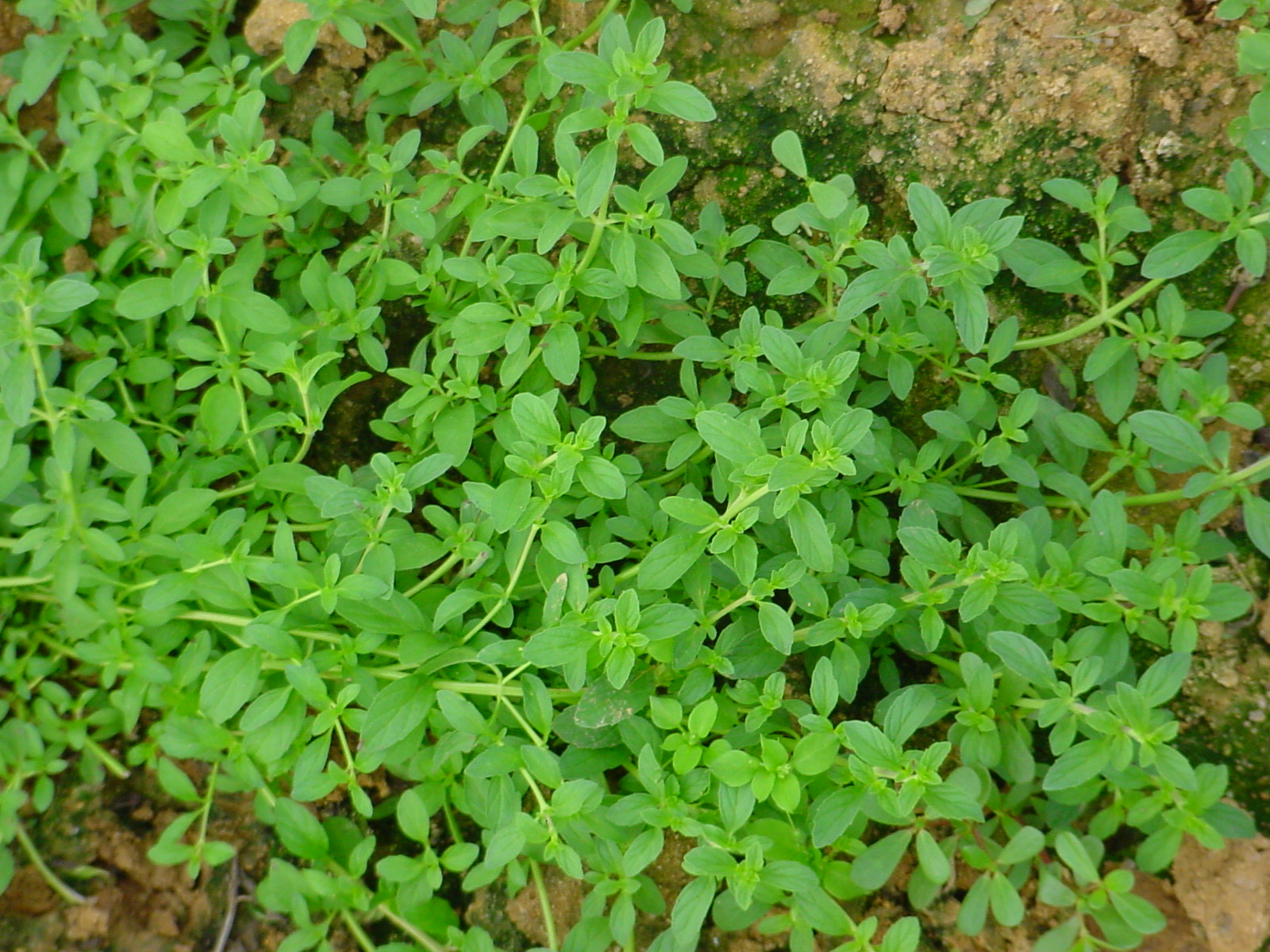 SOUNDING STONES: ERVAS