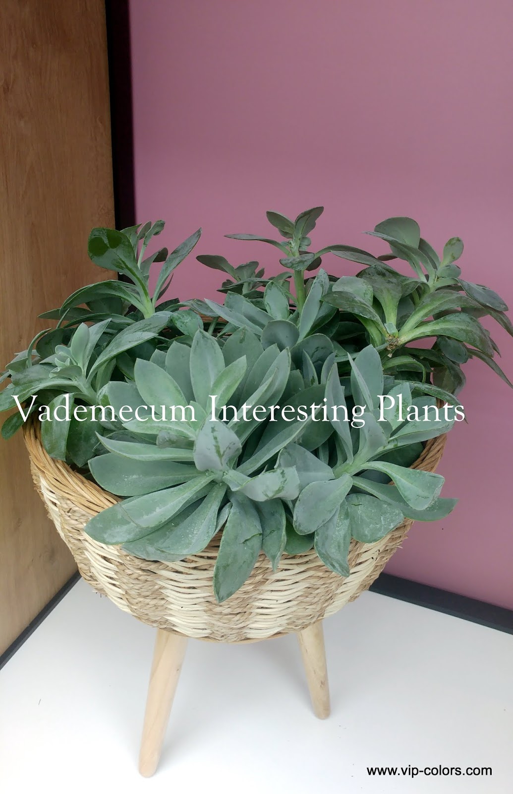 Vademecum Interesting Plants: Kleinia cephalophora, Senecio ...
