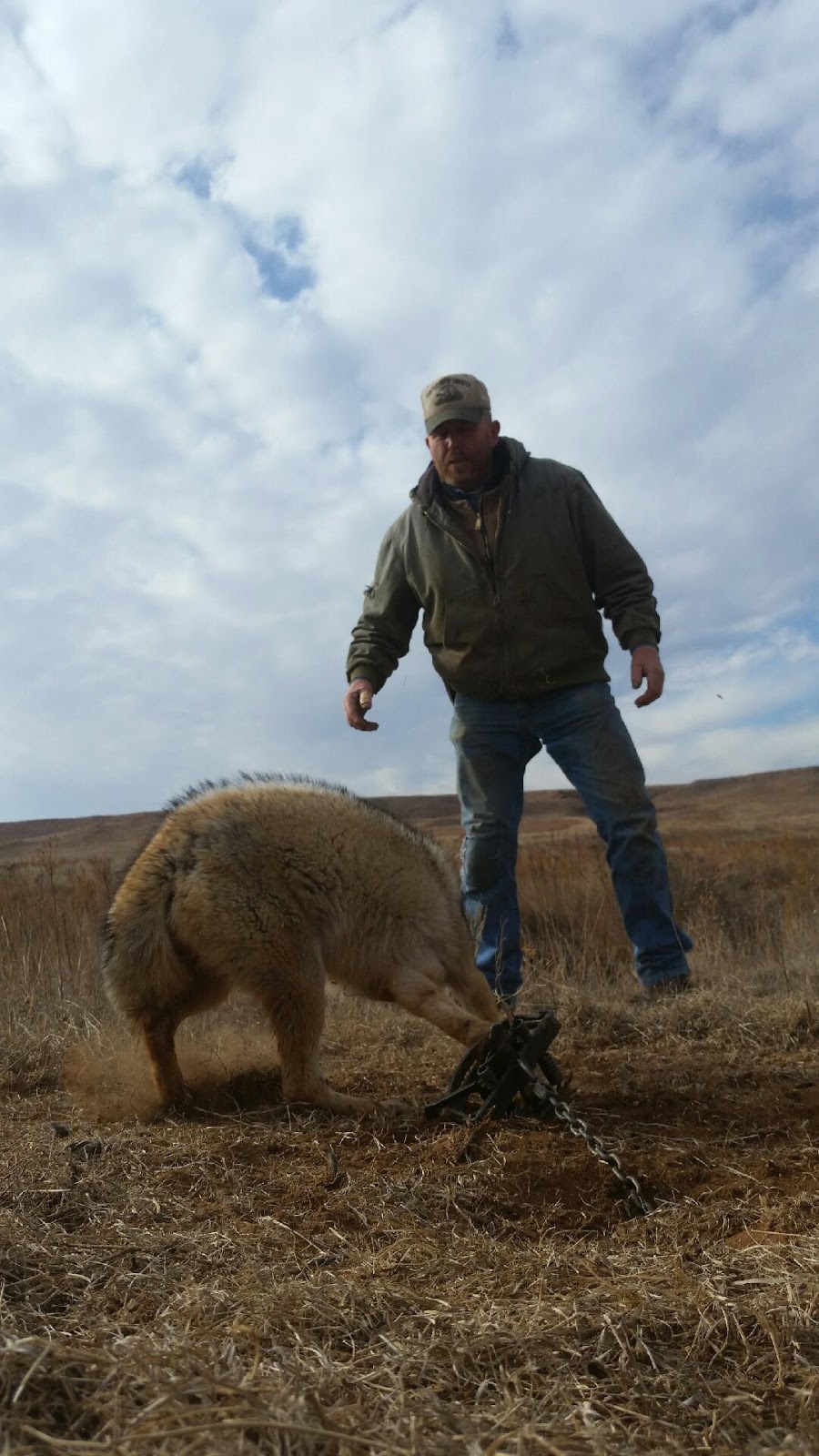 One Man's Quest For A Thousand Coyotes - by Robert Waddell: January 12 ...