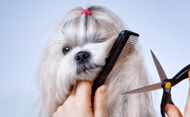 Tosar ou não o shih tzu no verão