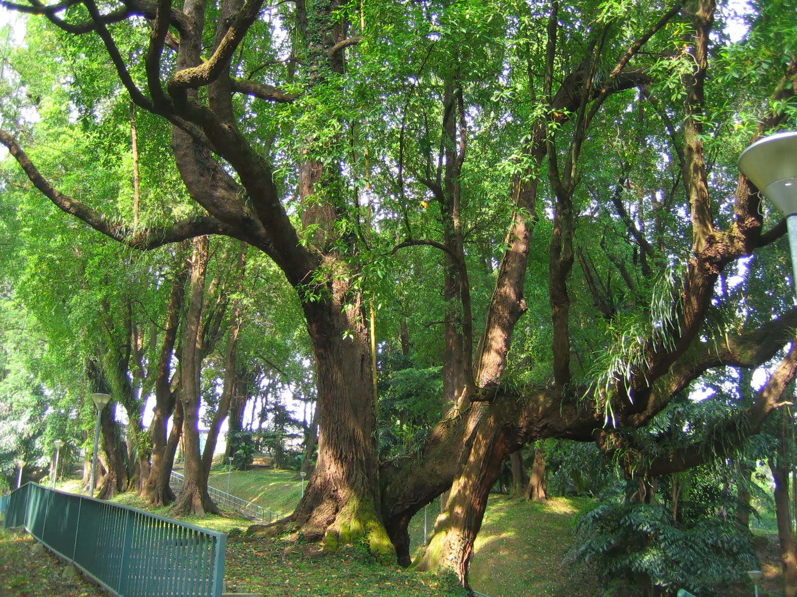 Singapore Sakura Tree: A Nice Long Stretch of Tembusu Tree at Pearl's ...