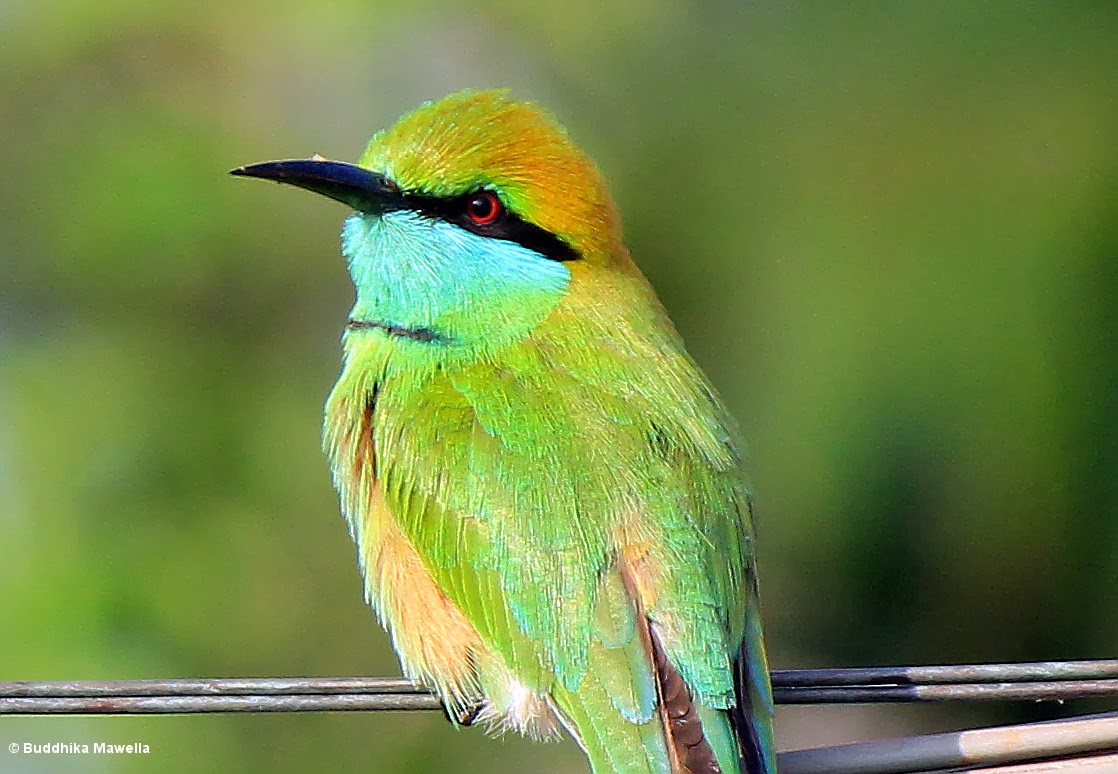 Lanka Nature Summary: Little Green Bee-eater (Merops orientalis)