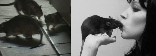 Monster Bego: Amazing, Tikus Got Jadi Santapan Kelas Atas di Amerika