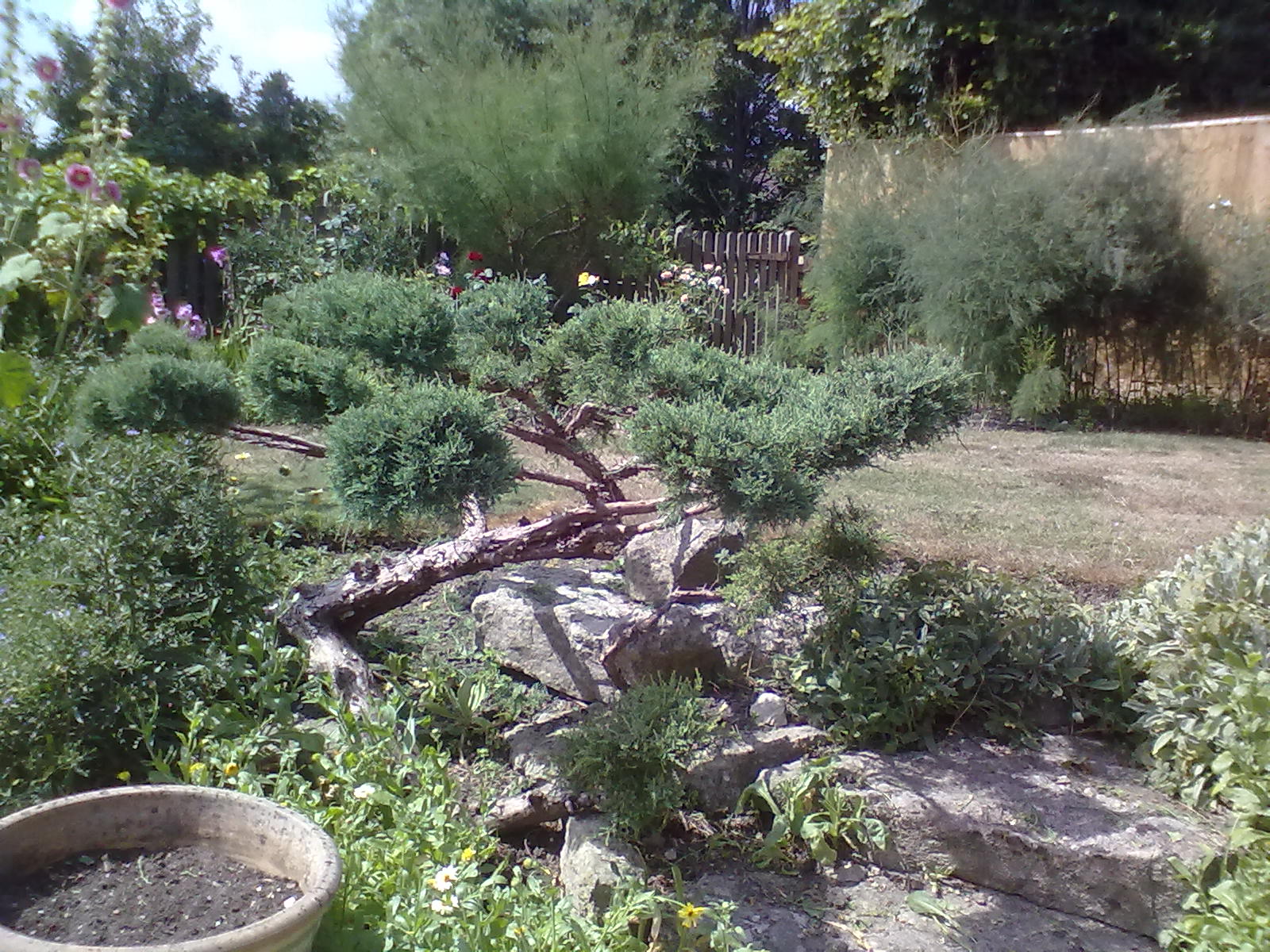 Rachel the Gardener: How to: start a Cloud pruned Juniper from scratch