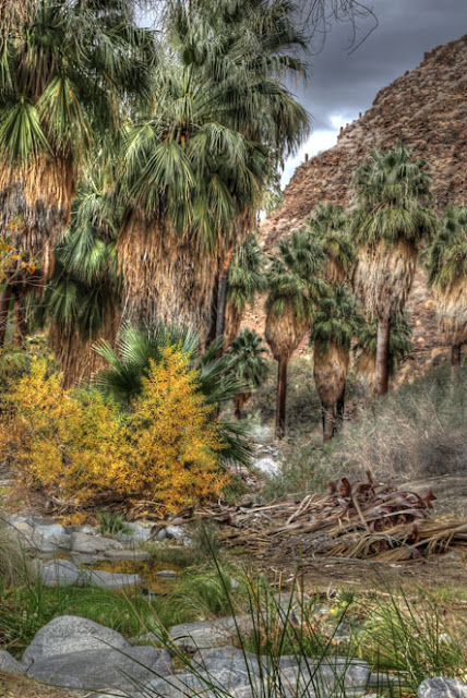 The Mysteries of a Palm Springs Oasis