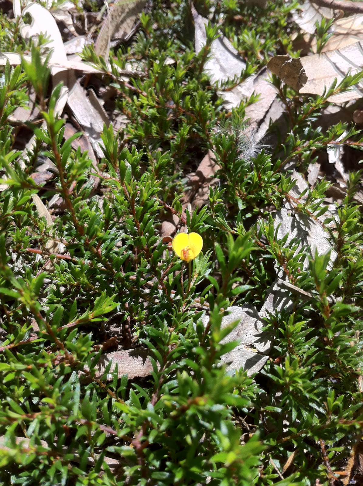 Plant Nerd School for Plant Nerds: Matted Bush-pea - Pultenaea ...