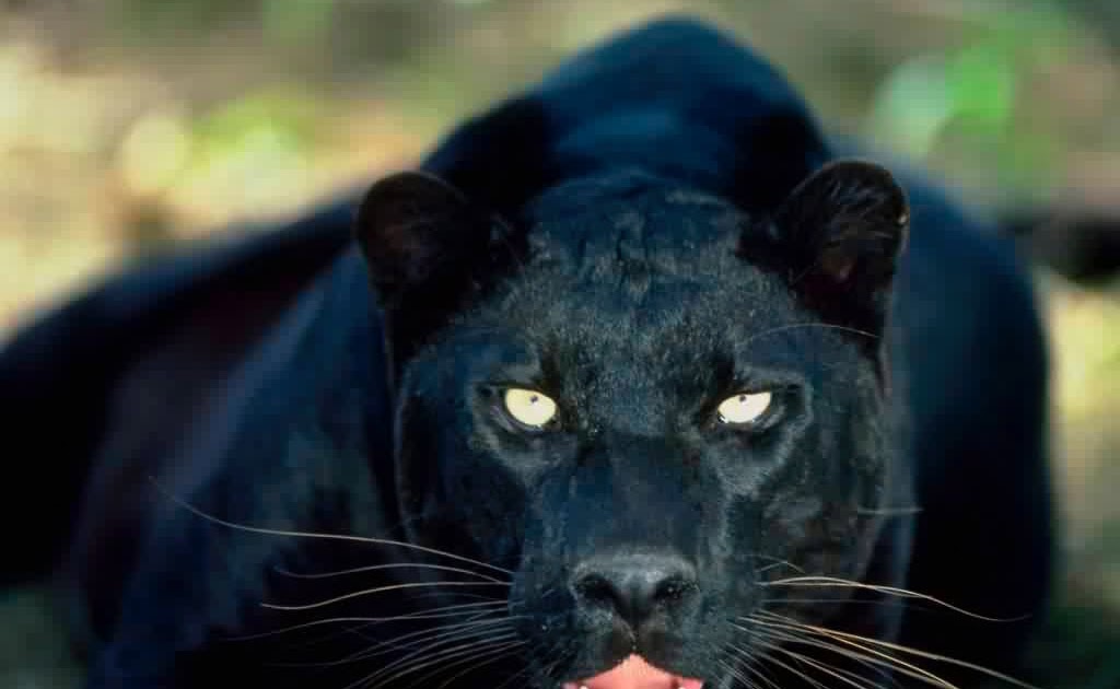 AnimalitruS Argentina: Estados Unidos logra aumentar el número de ...