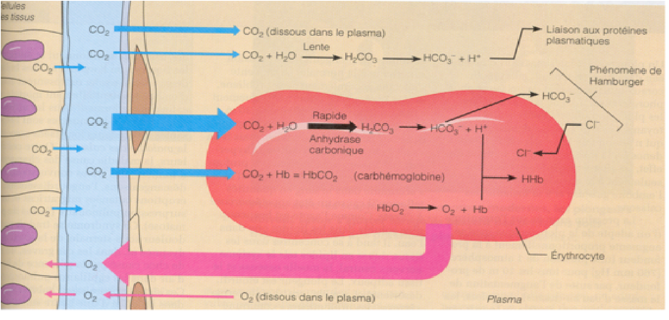 la biologie physiopathologie humaine: Révision de la respiration